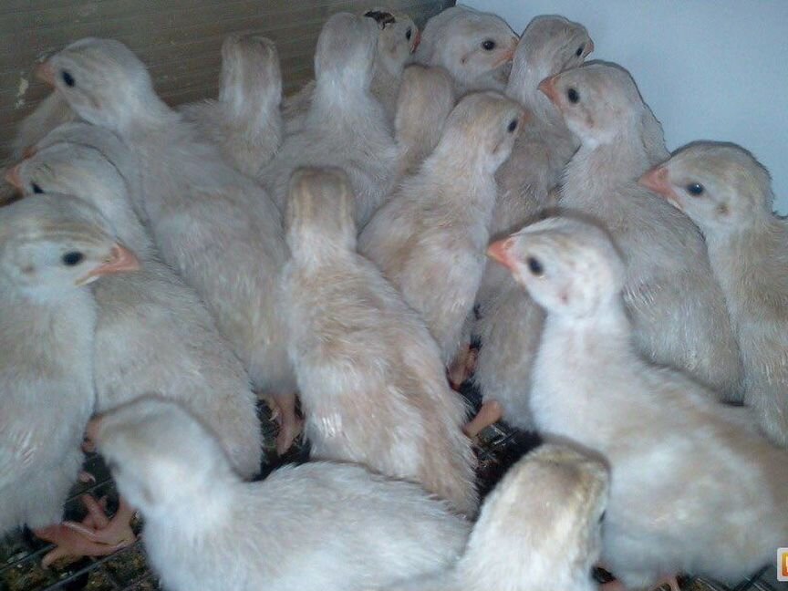 Цесарята