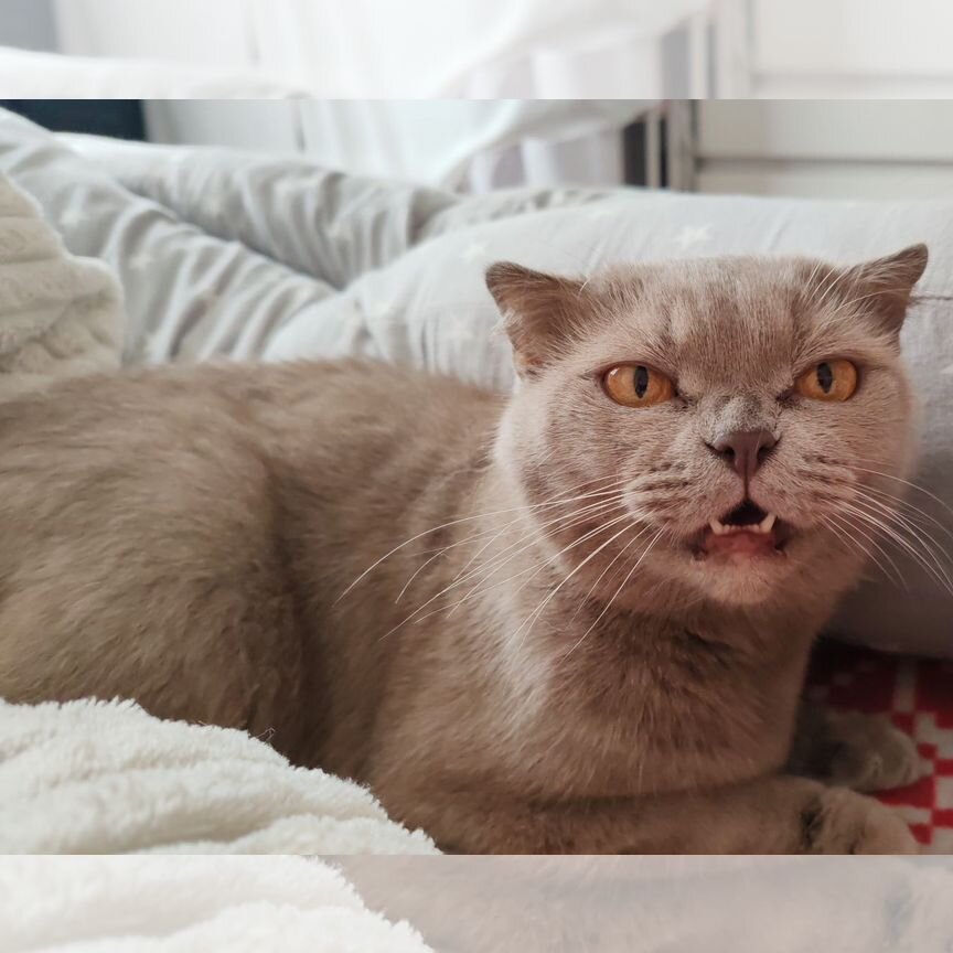 Шотландская кошка