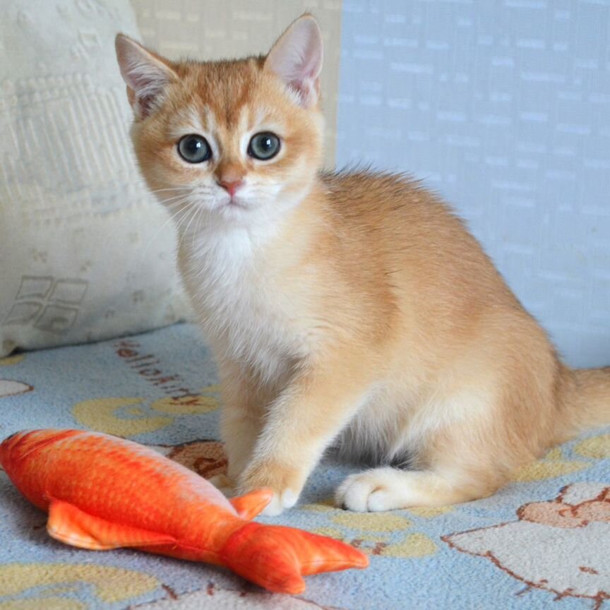 Золотой мальчик