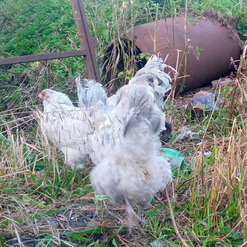 Куры молодки