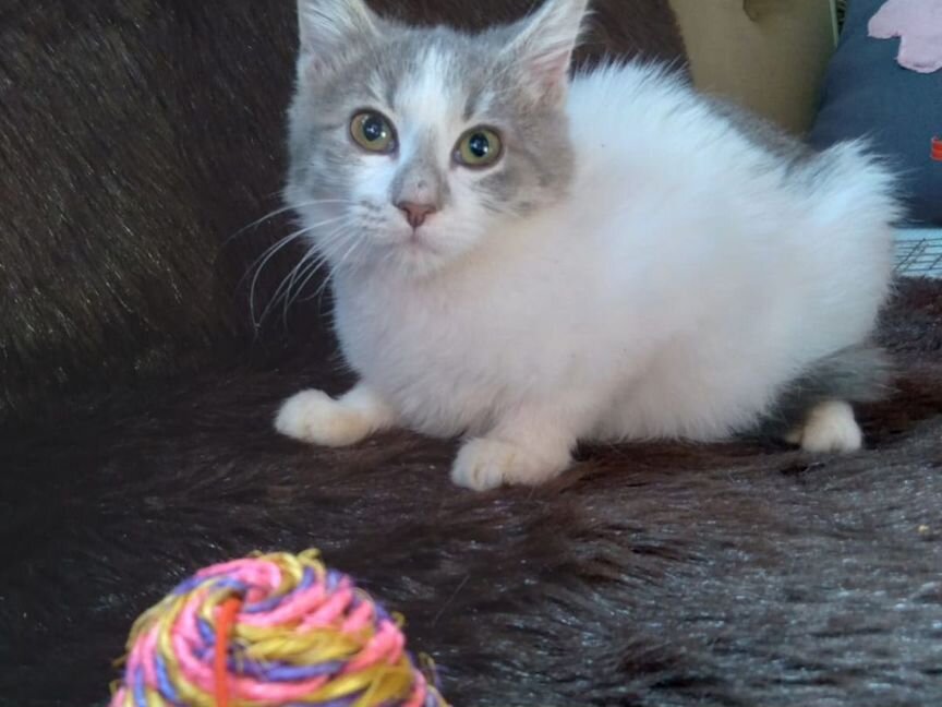 Котенок Зайка 2,5 мес в дар