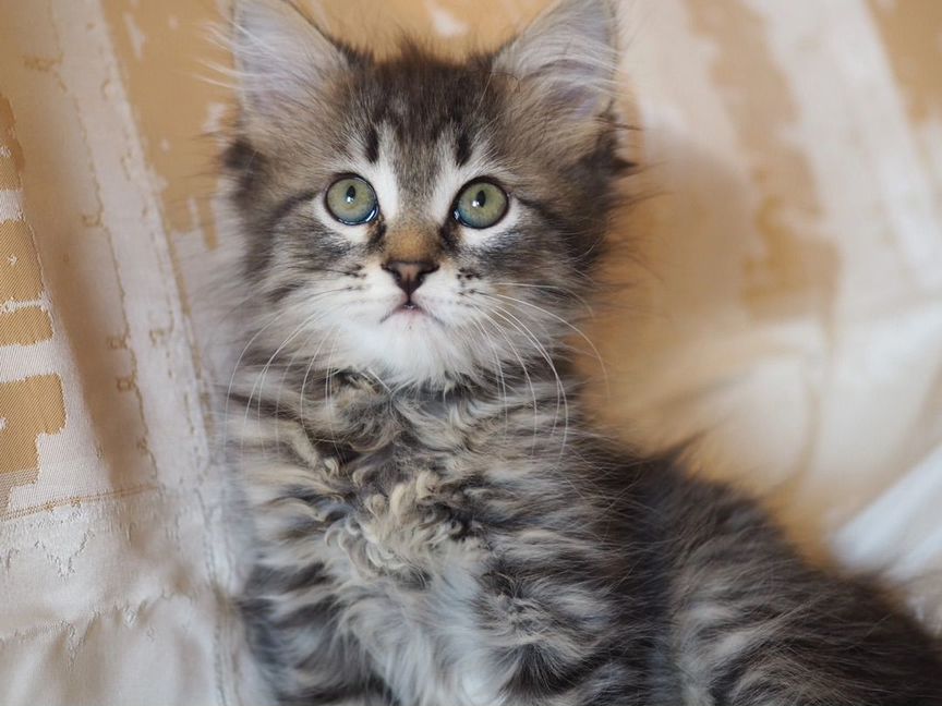 Пушистые мини-тигрята в дар