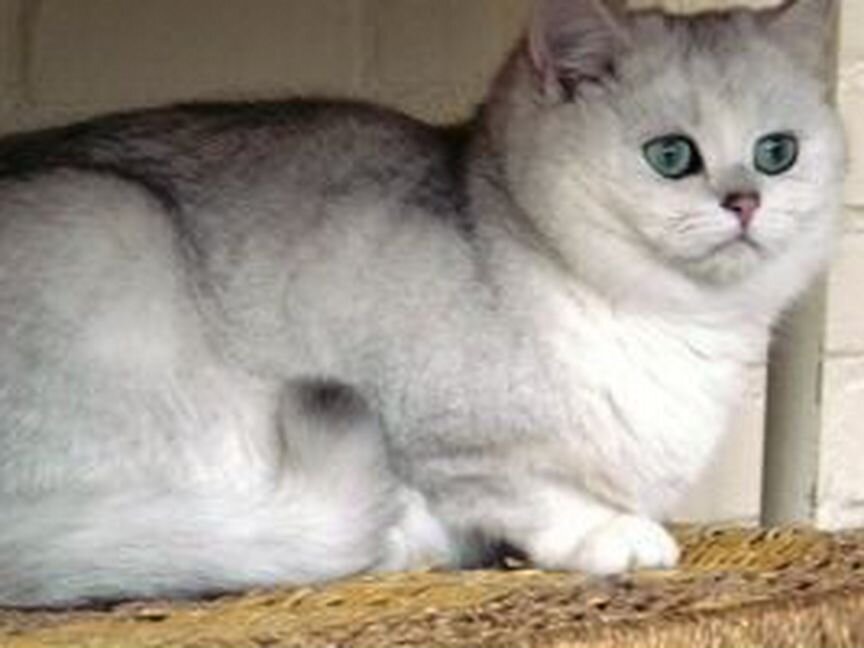 Нужна передержка кошкам