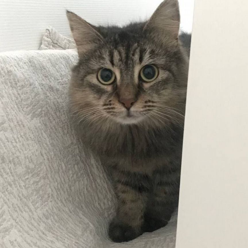 Взрослая, кошка в добрые руки