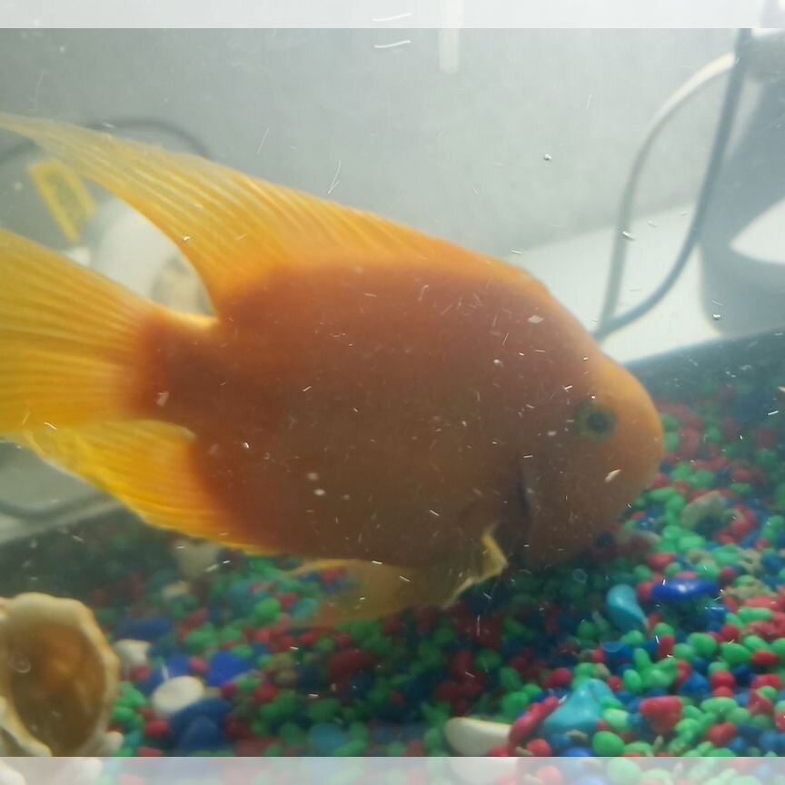 Рыбка попугай