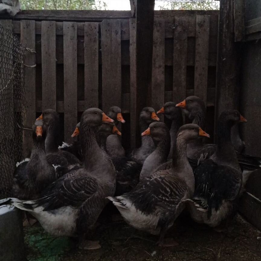 Тулузские гуси