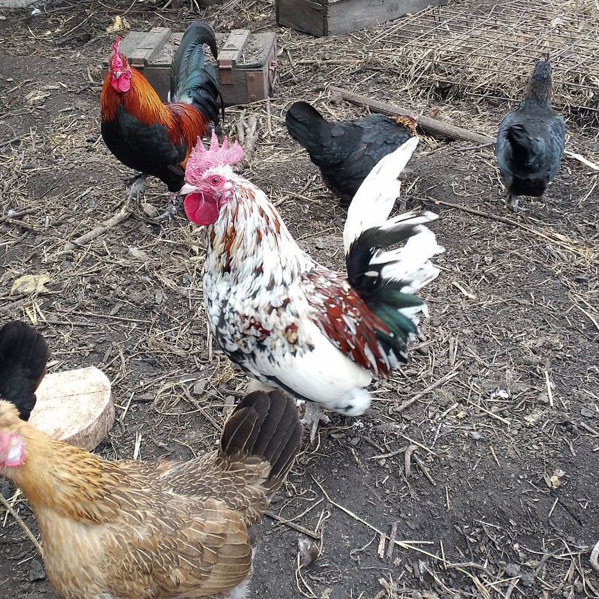 Петушок алтайская бентамки и красный бентамка