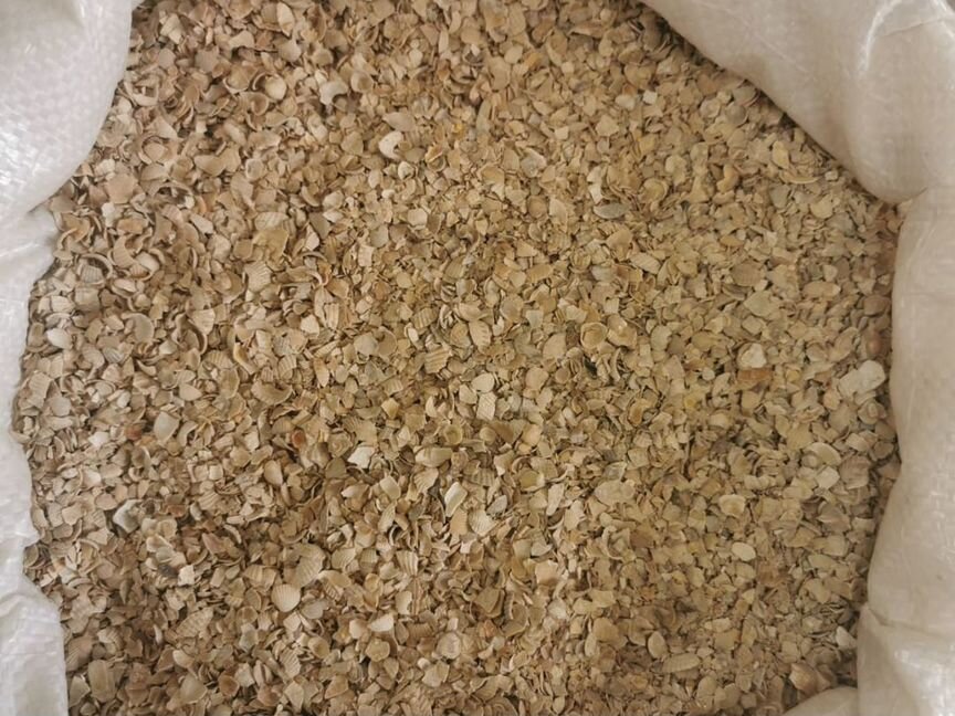 Ракушка морская для кур