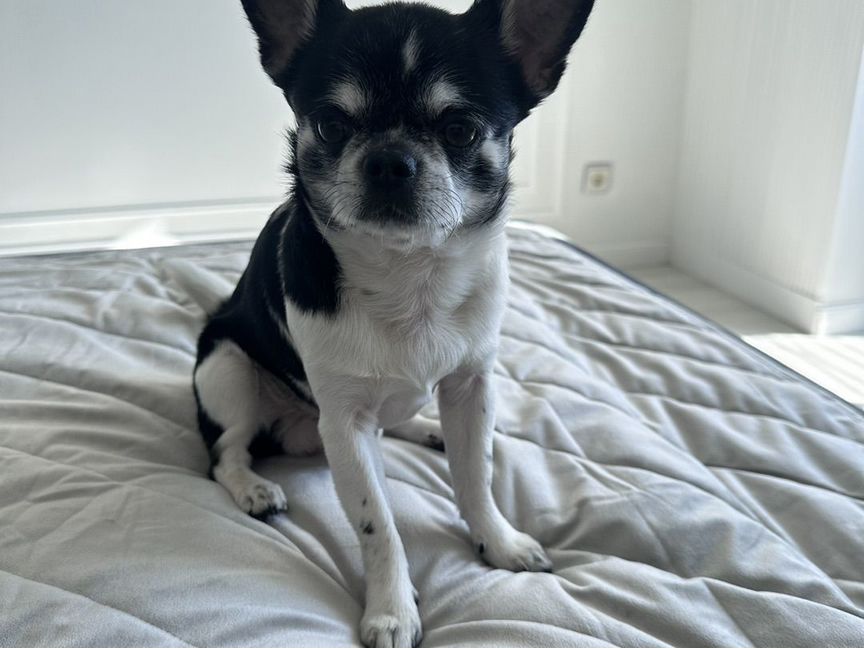 Чихуахуа ищем невесту