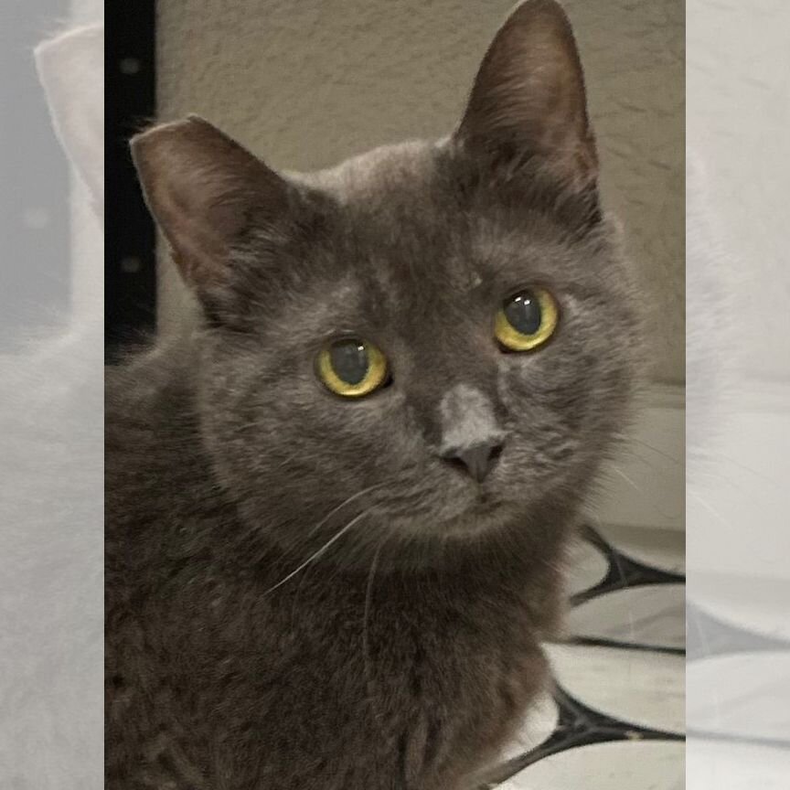 Европейская короткошёрстная, взрослая кошка