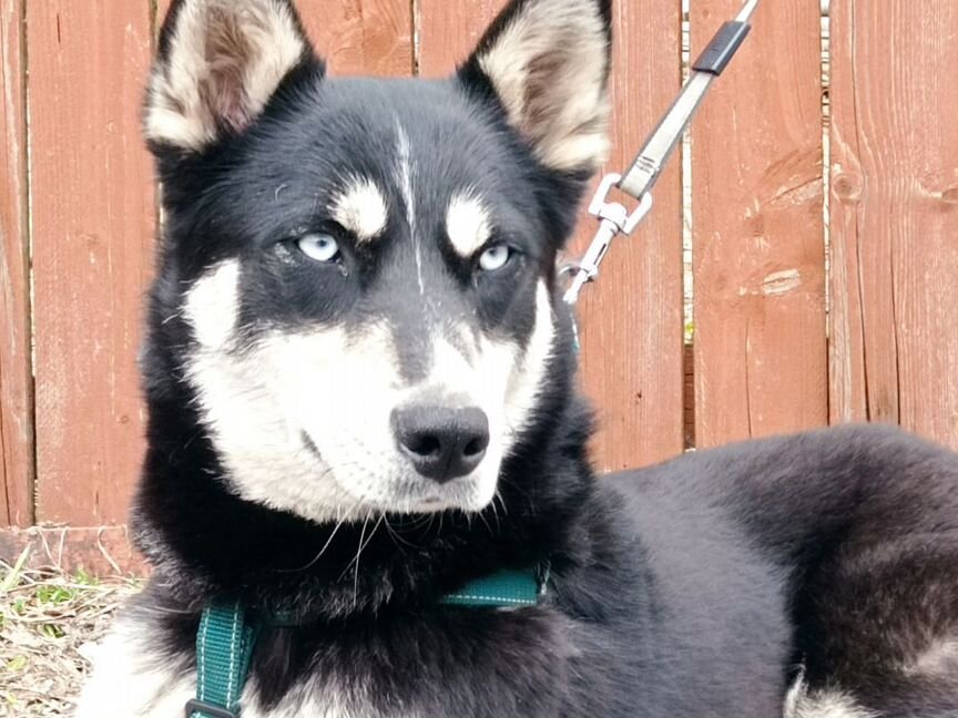 Сибирский хаски