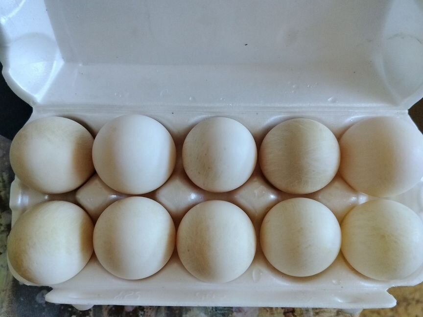 Яйцо мускусной утки