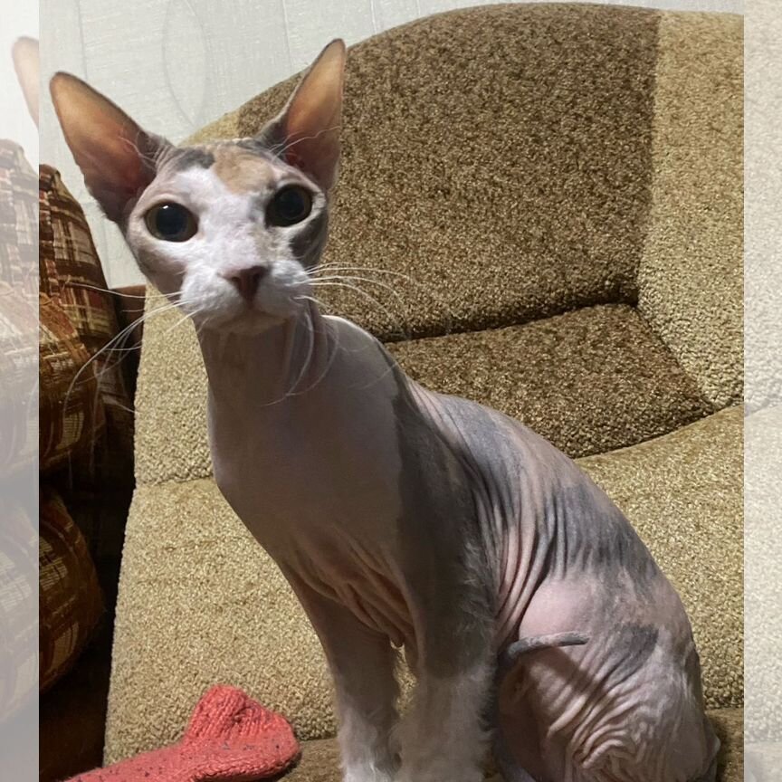 Канадский сфинкс, взрослая кошка