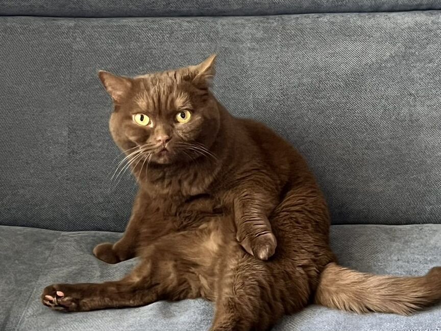 Британская кошка в дар 2014 года. Взрослая