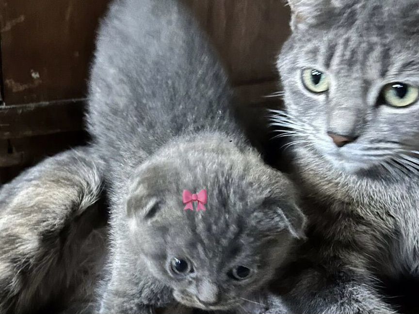 Шотландские котята