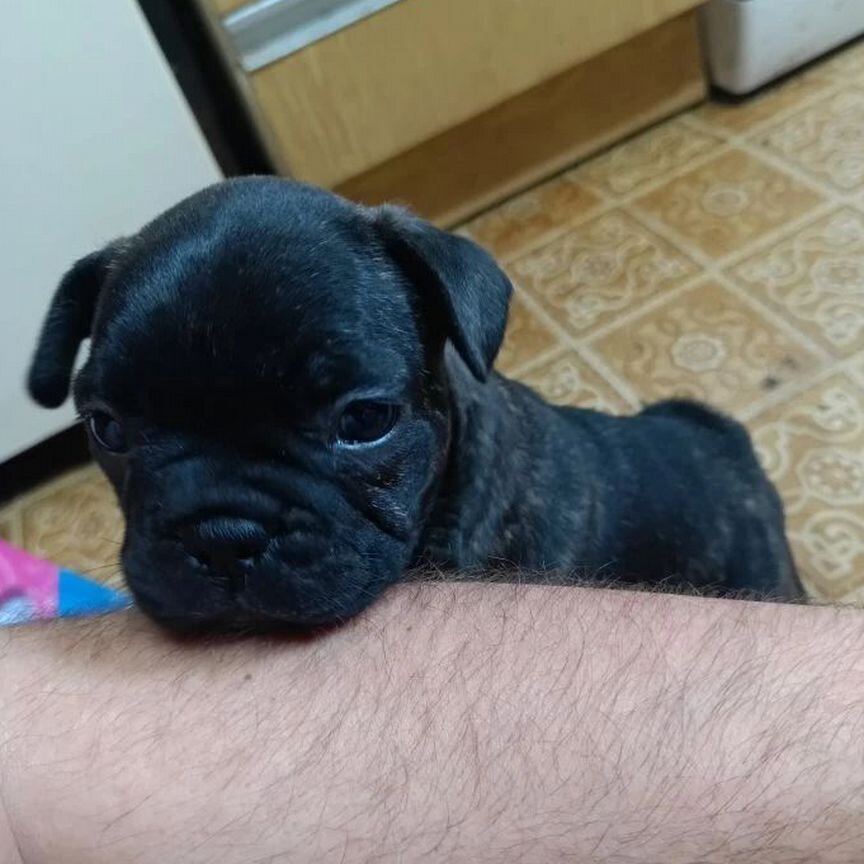 Французский бульдог, щенок