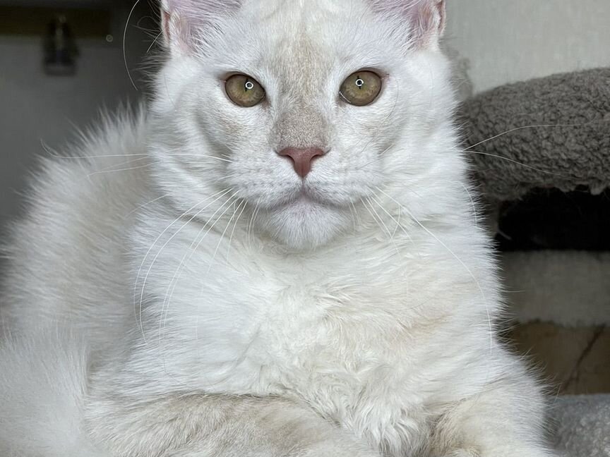 Котенок мейн-кун, кремовый дым