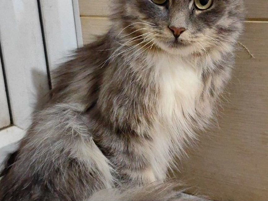 Чудесный котик ищет дом