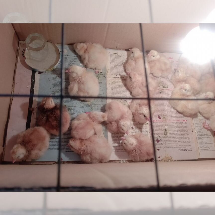 Цыплята несушки