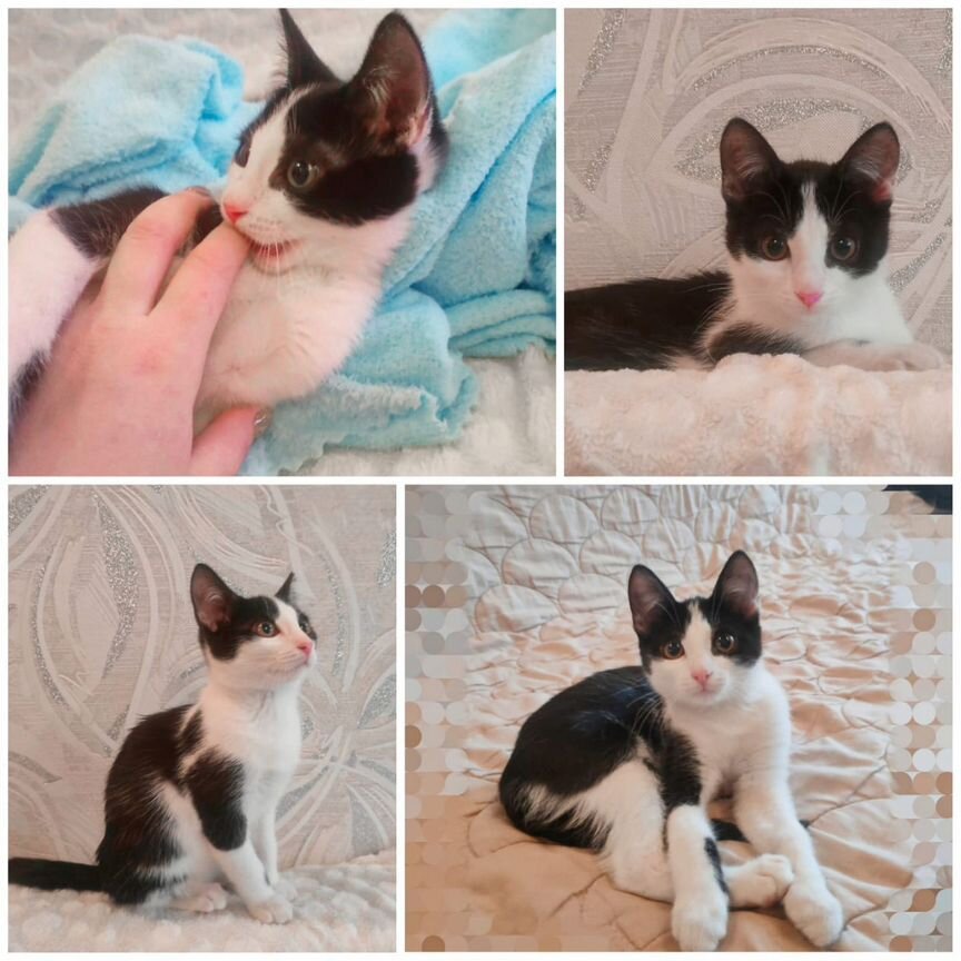 Котенок мальчик 2,5 мес