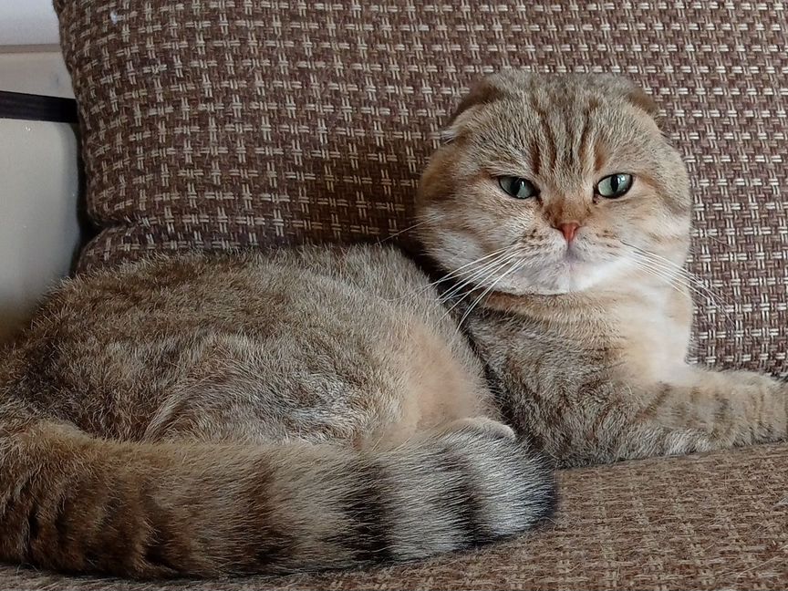 Шотландский вислоухий кот в любимцы
