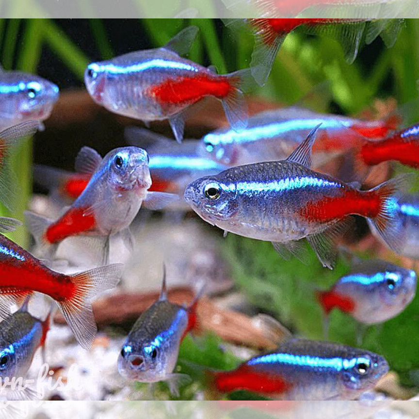 Неон грубой и черный