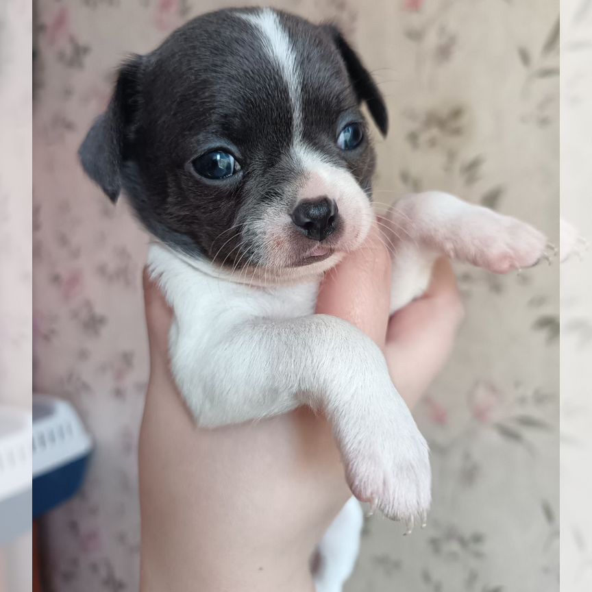 Чихуахуа, щенок