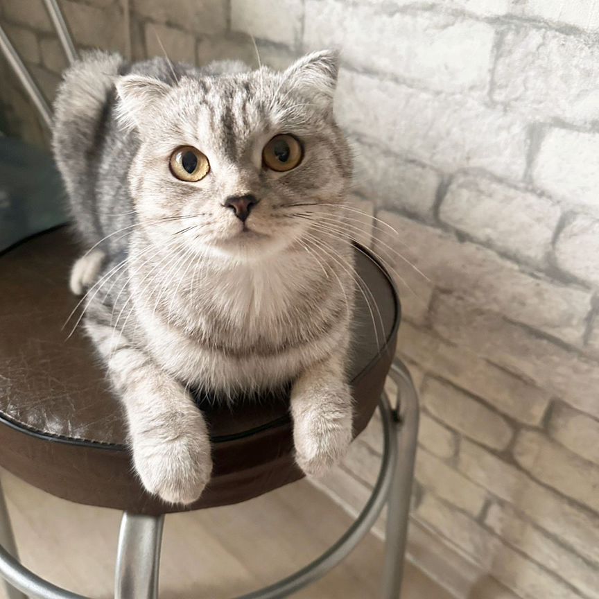 Шотландские вислоухие