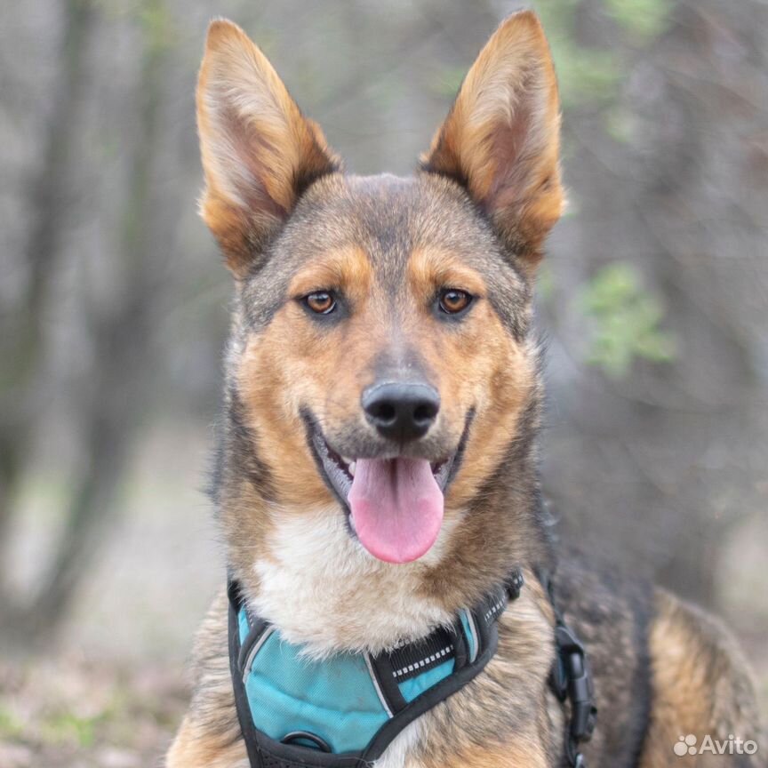 Подросток Тоби 8 мес. отдаётся в хорошие руки