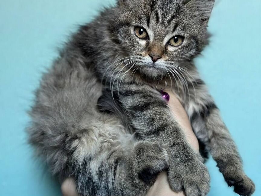 Две малышки из шести найдёнышей все ещё ищут дом