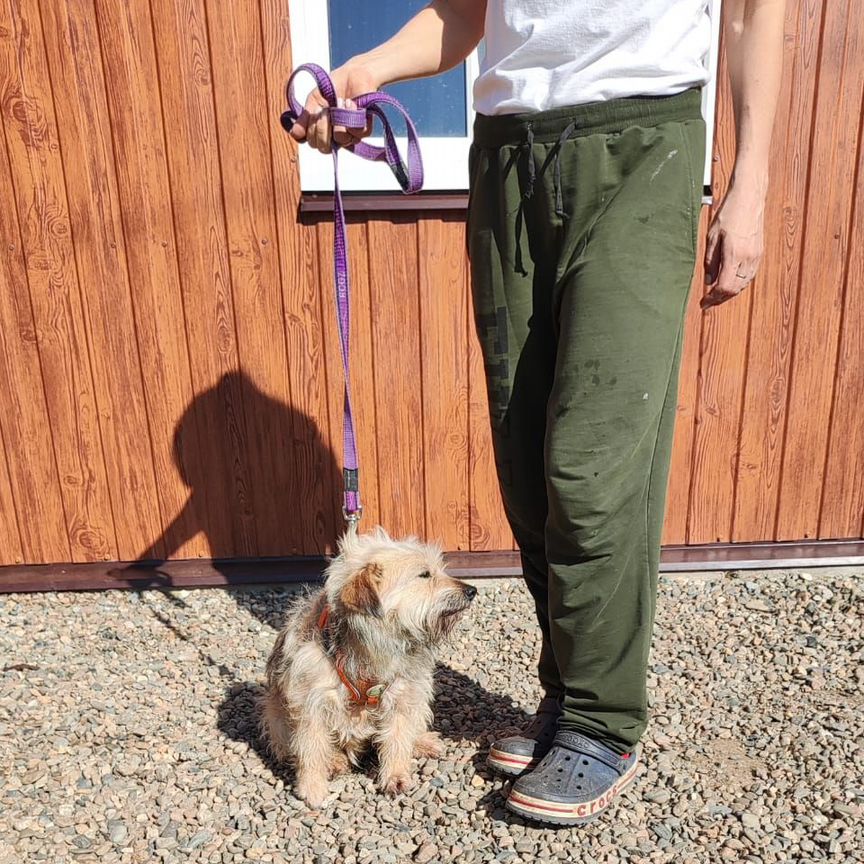 Взрослая собака в добрые руки