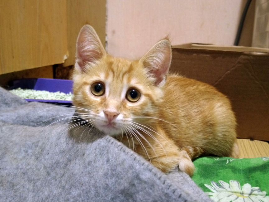 Рыжий котёнок