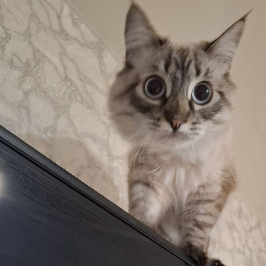 Взрослый кот в добрые руки