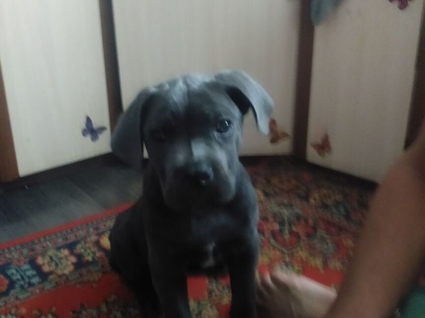 Продам щенка