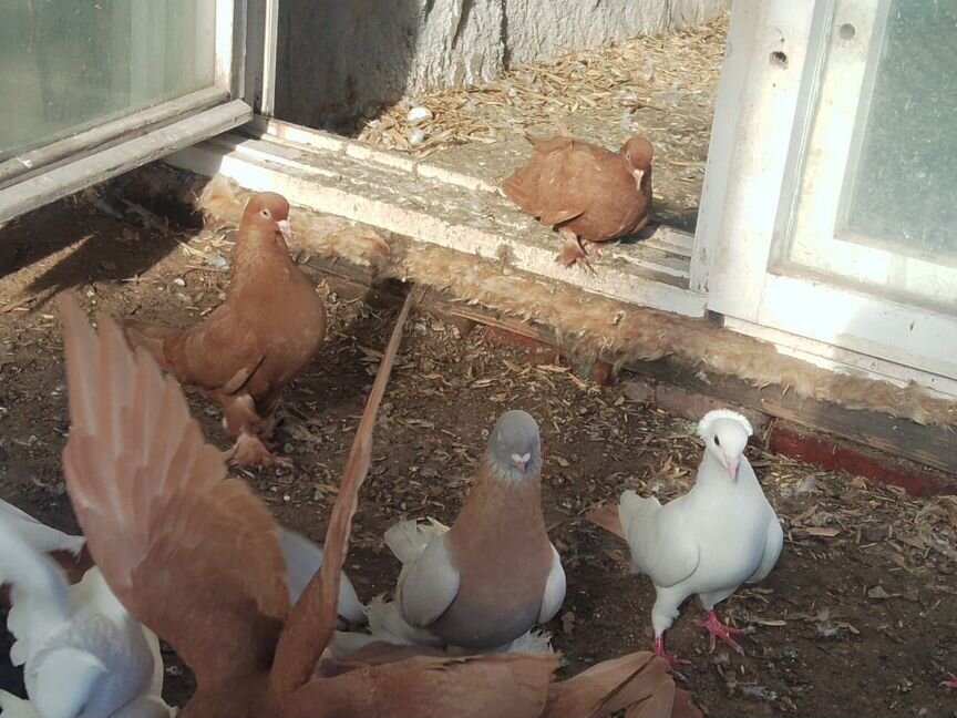 Голубь агаран