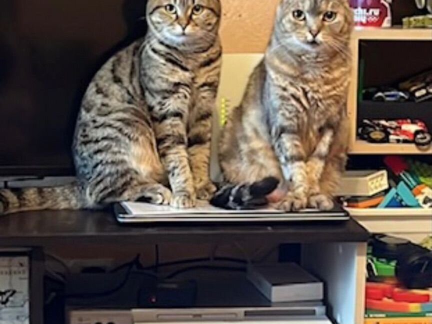 Шотландцы в добрые руки