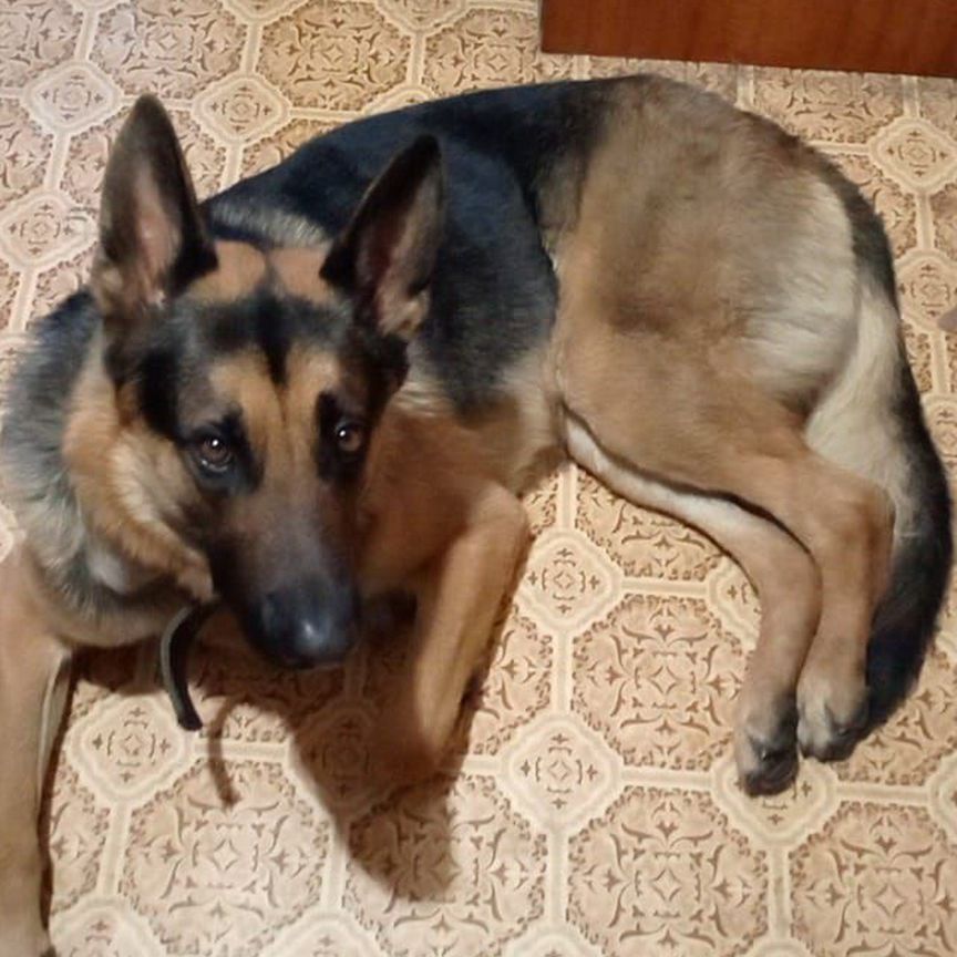 Случка у нас кабель 2 года немецкая овчарка