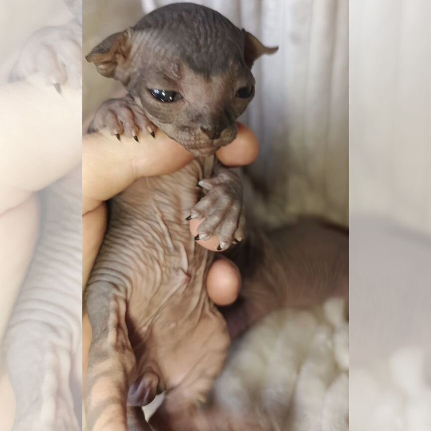 Канадский сфинкс котёнок