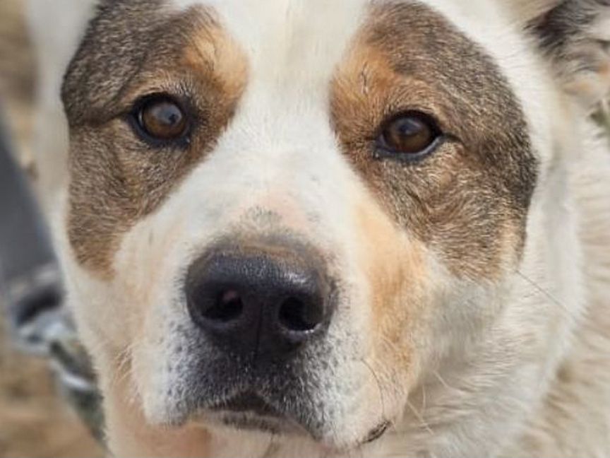 В добрые руки серьёзный охранник