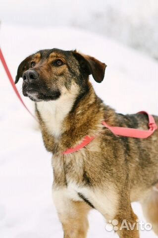 Собаки бесплатно, Люк