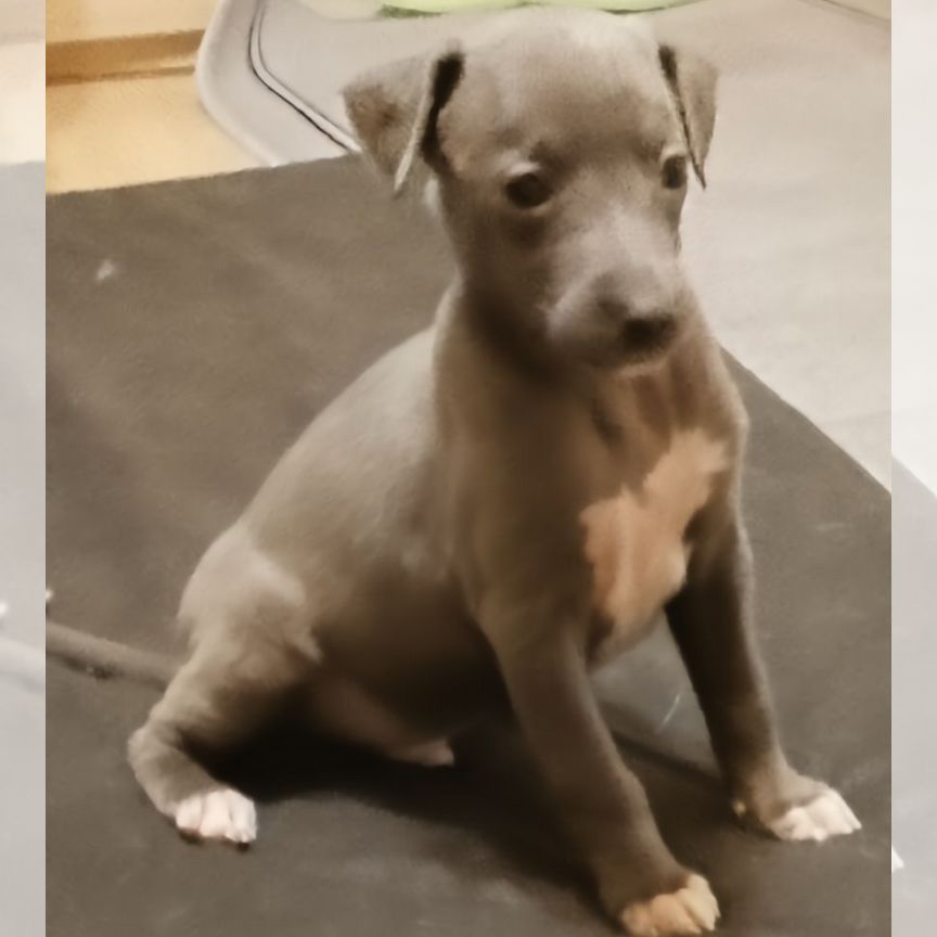 Левретка, щенок