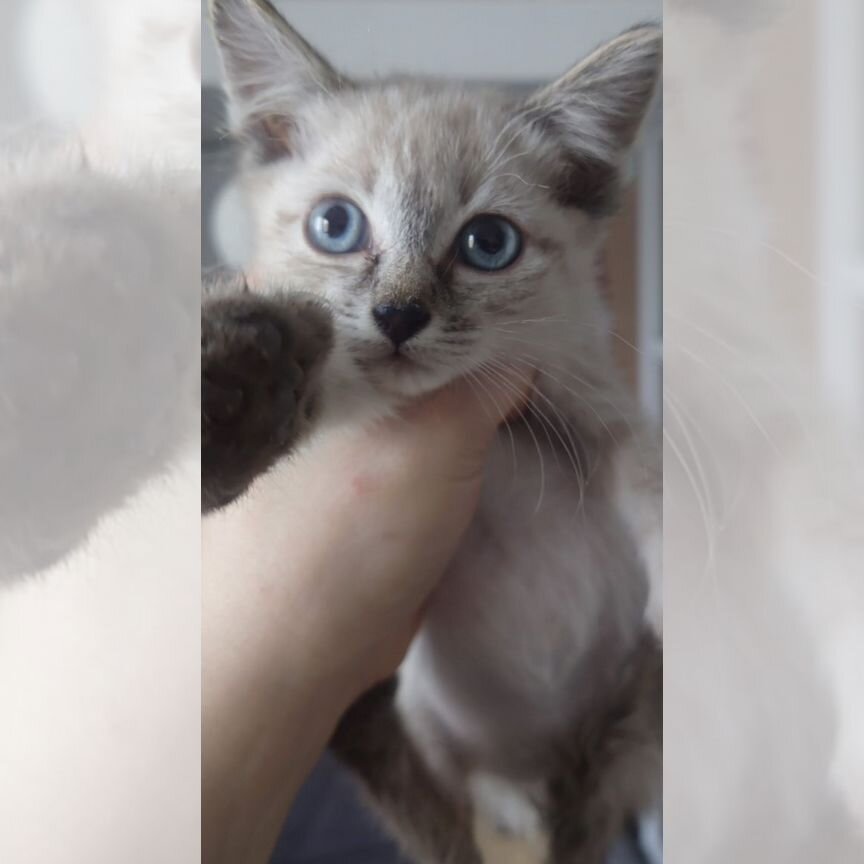 Сиамский котёнок