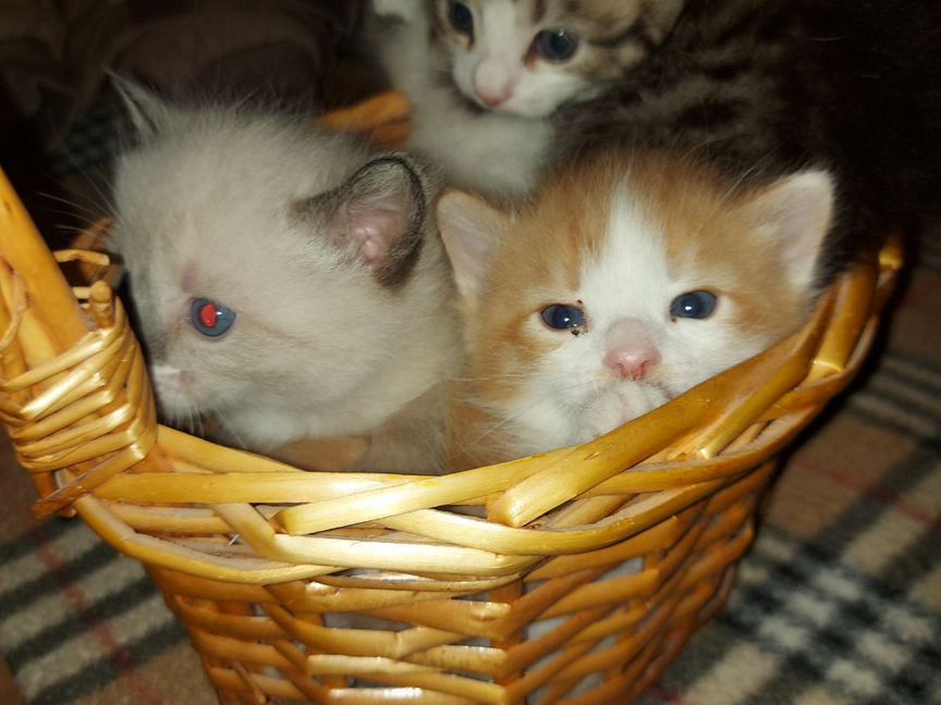 Котята в добрые руки