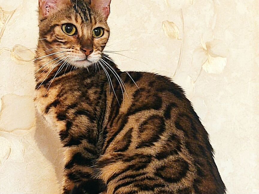 Бенгальская Кошечка