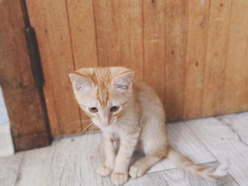 Кошка в дар бесплатно