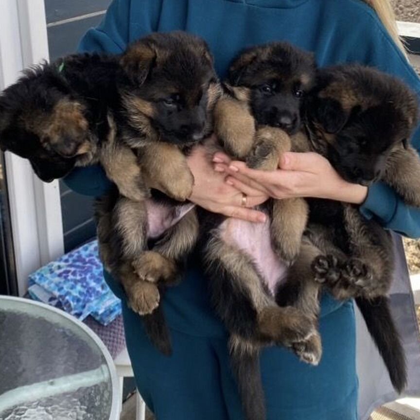 Немецкая овчарка, щенок