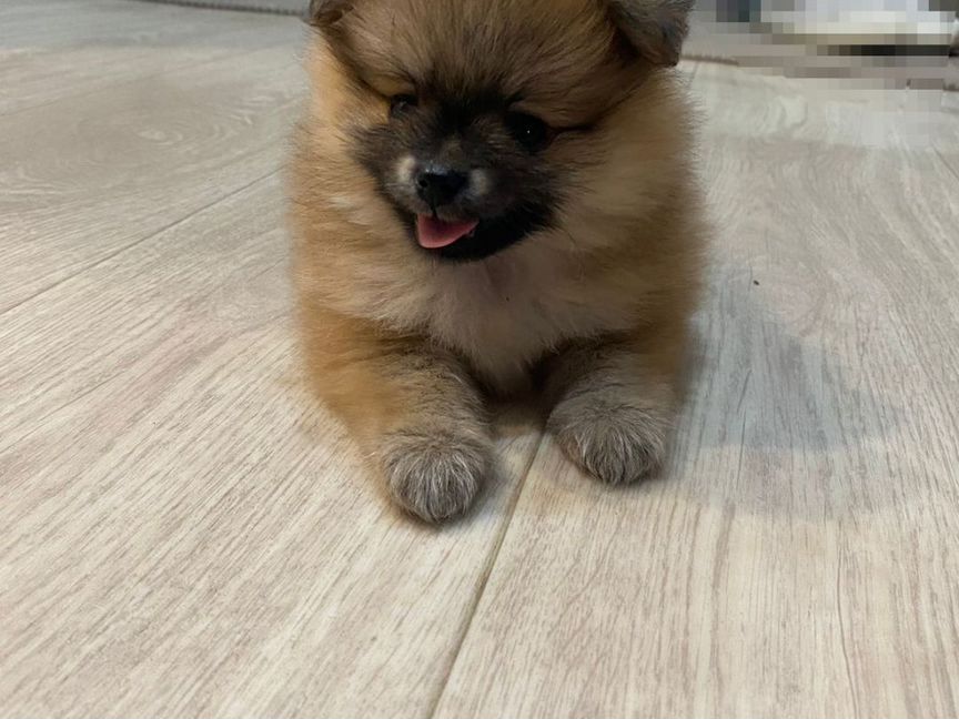 Померанский шпиц