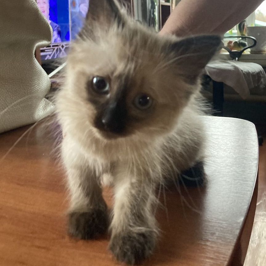 Котёнок в добрые руки