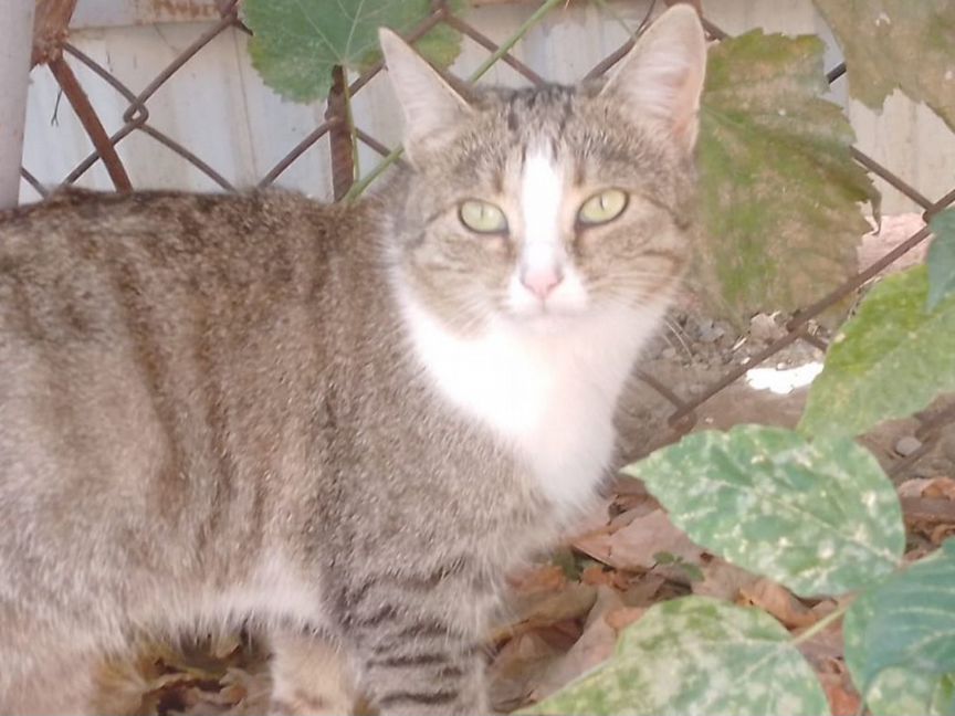 Кошка и большой котёнок)