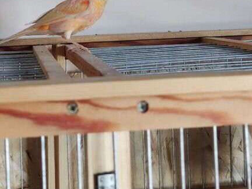 Молодой самчик